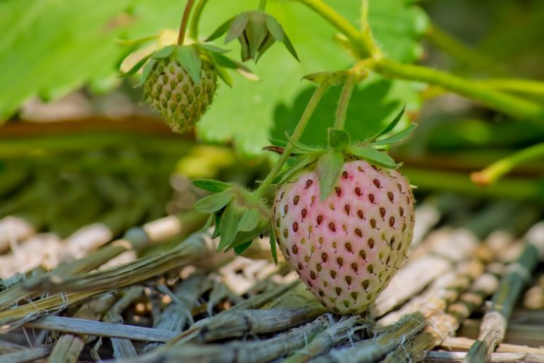 Seasonal Fruits in Japan | Guidable - Your Guide to Life in Japan