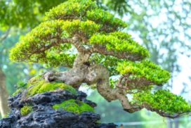 Daisugi: Japan’s Sustainable Forestry Technique | Guidable - Your Guide ...